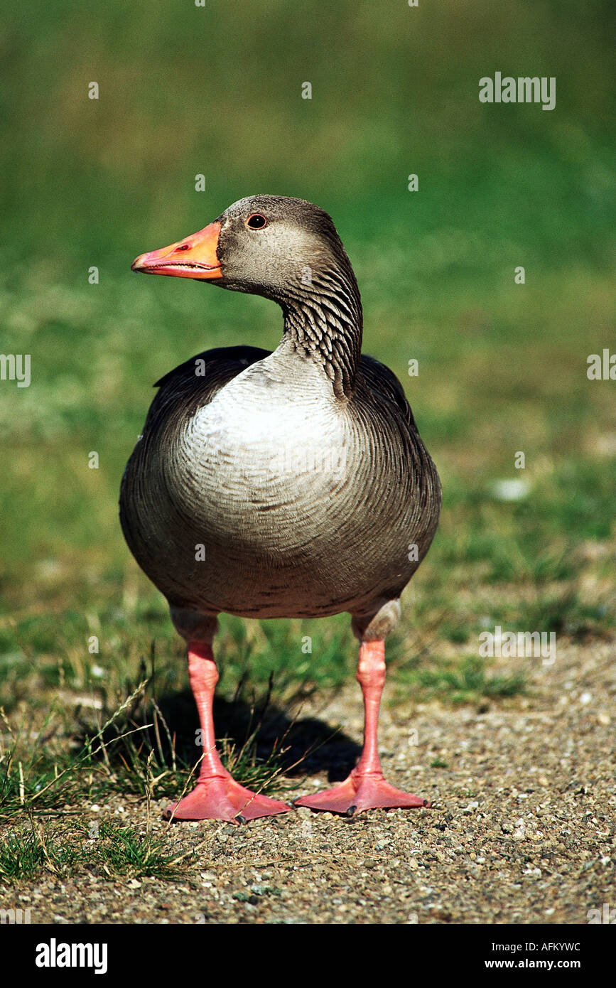 zoology, animals, birds, goose, graylag goose, (Anser Anser ...