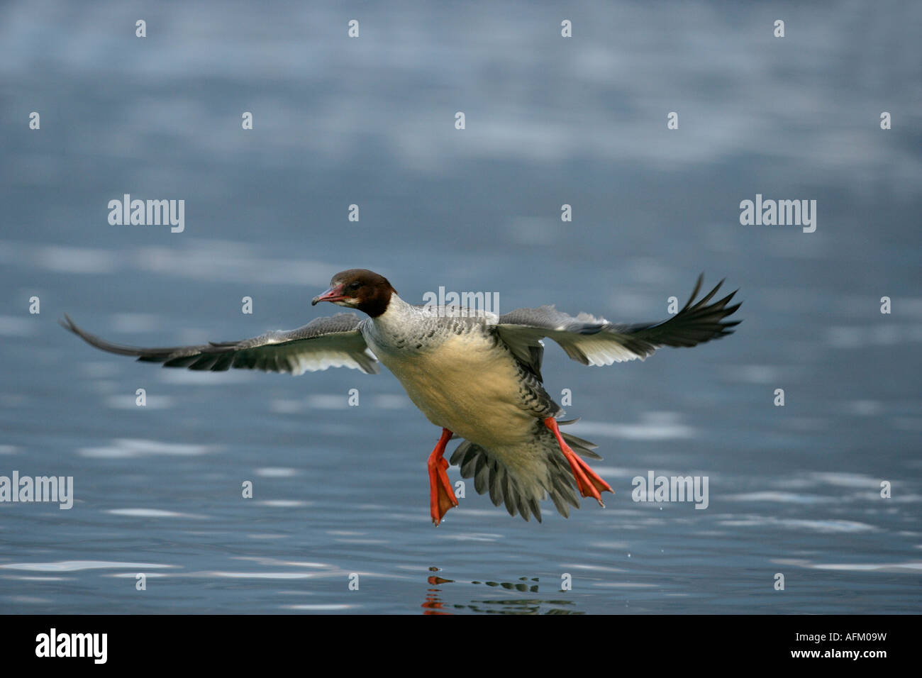 GOOSANDER Mergus merganser Female in flight Switzerland Stock Photo - Alamy
