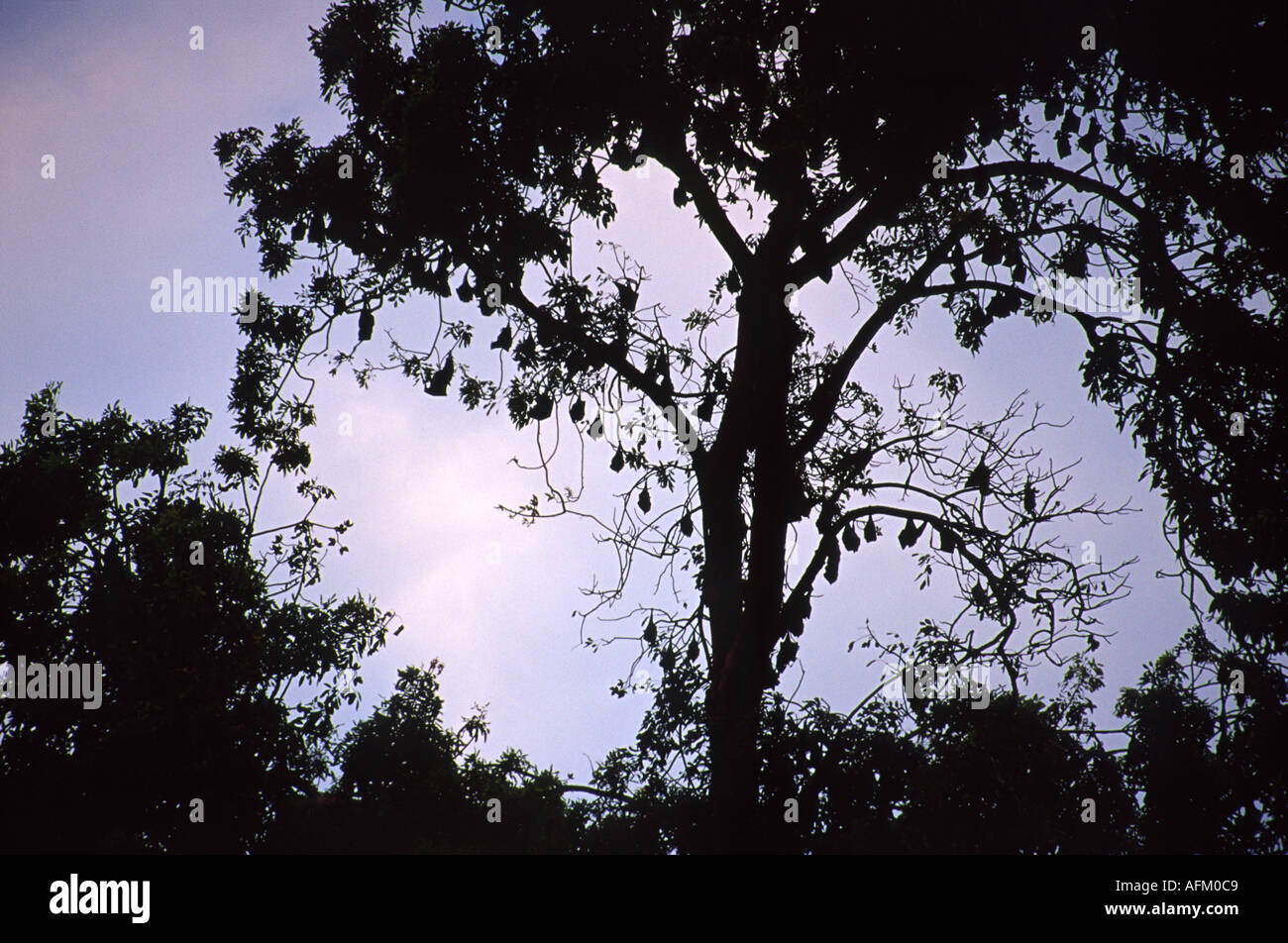 Bats roosting in tree Phnom Penh Cambodia Stock Photo - Alamy