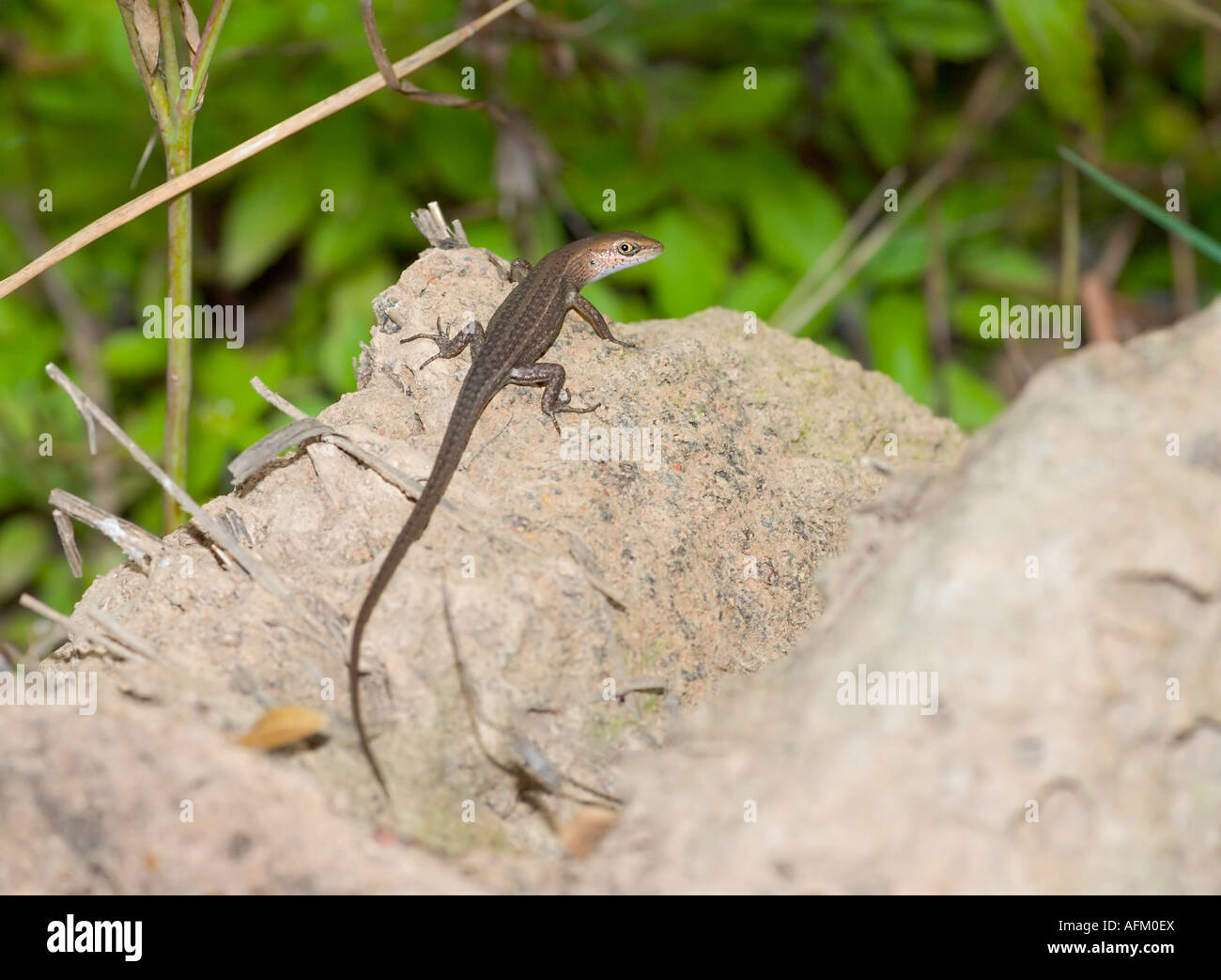 Rainbow Skink, Queensland, Australia Stock Photo - Alamy