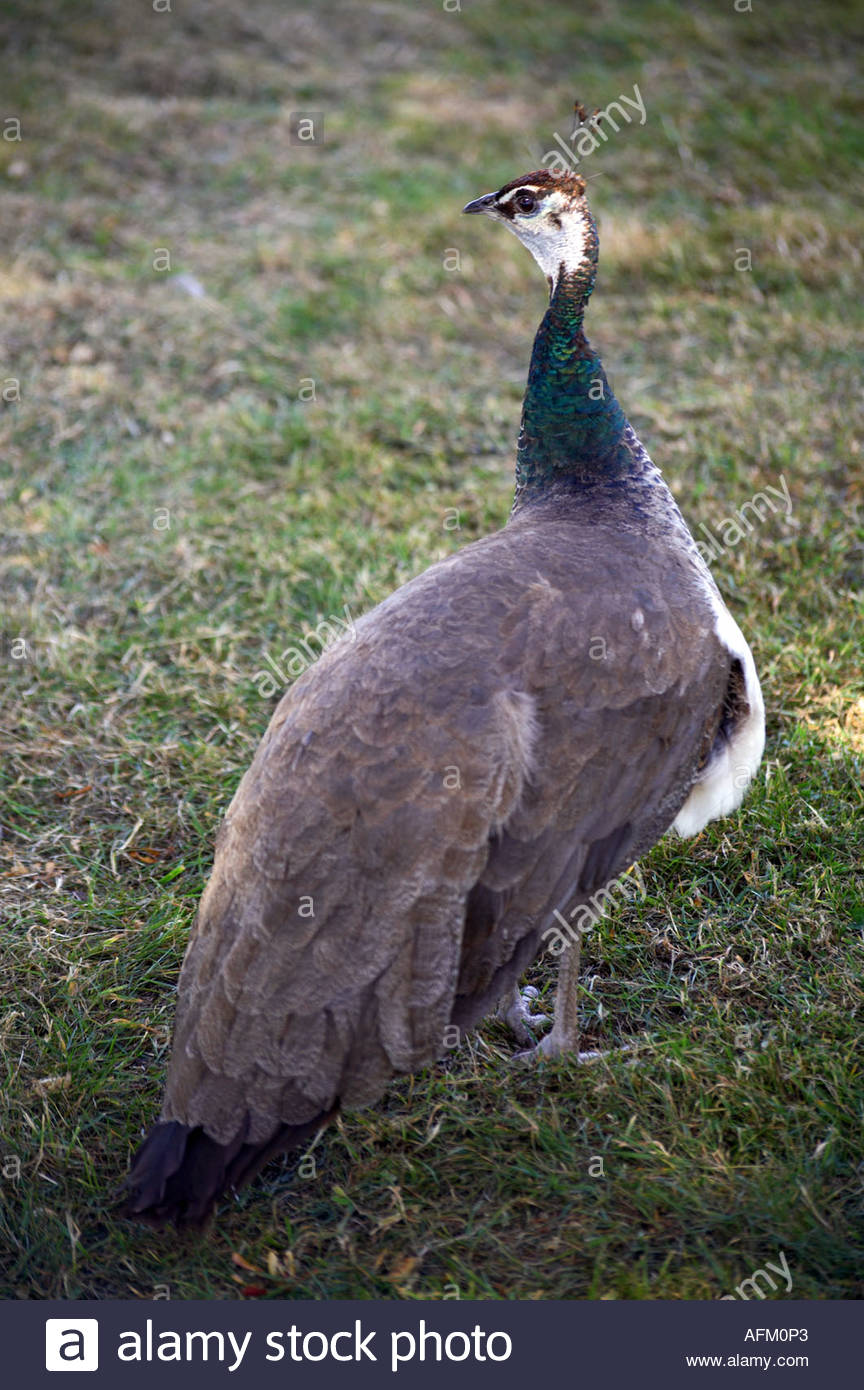 Peahen bird hi-res stock photography and images - Alamy