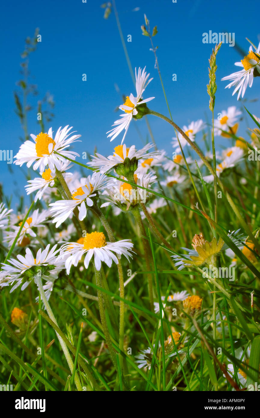 White Daisy Flowers, Netherlands Stock Photo - Alamy