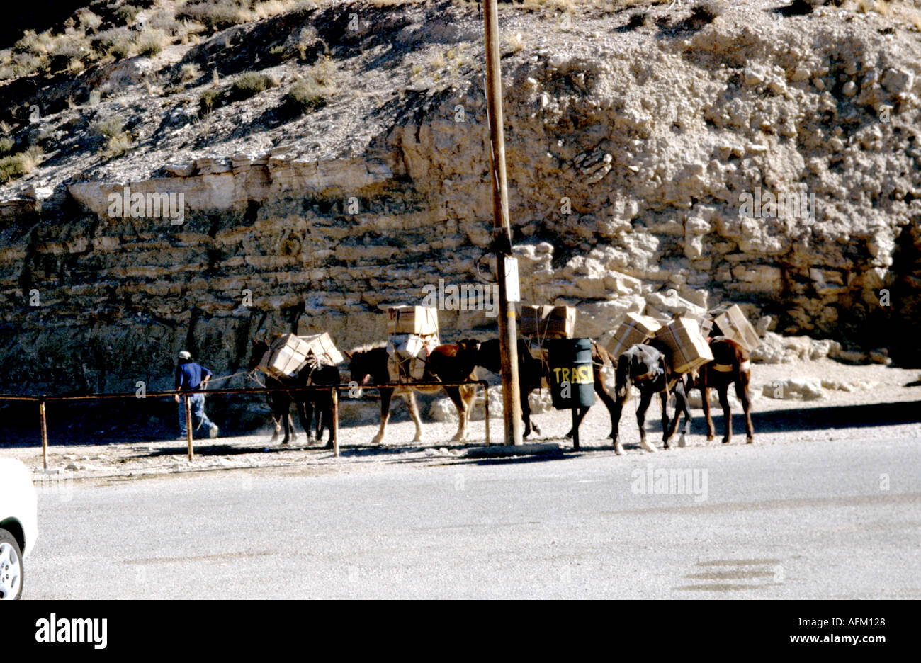 2 Mule train gets ready for the eight mile trek down to the Havasupai ...
