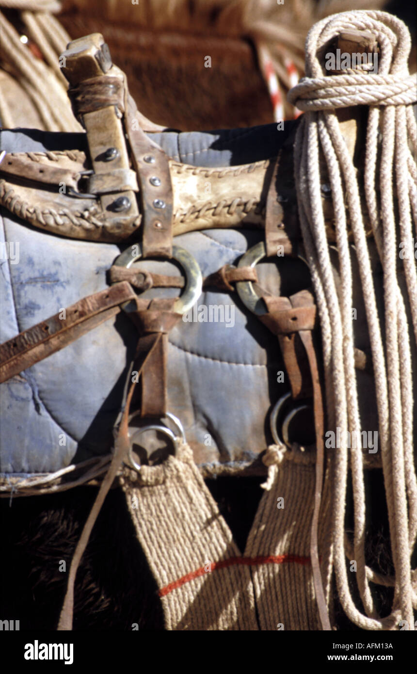 A mule train horse ready for the eight mile trek down to the Havasupai ...