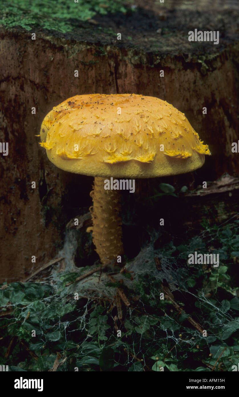 Kummer hi-res stock photography and images - Alamy