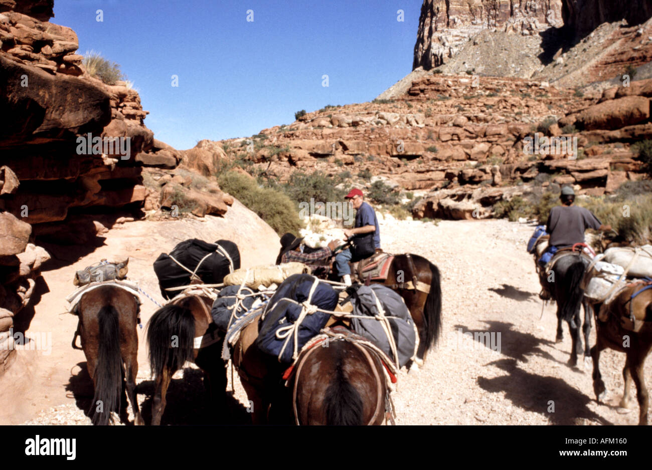 The mule train en route to the Havasupai village in Grand Canyon ...