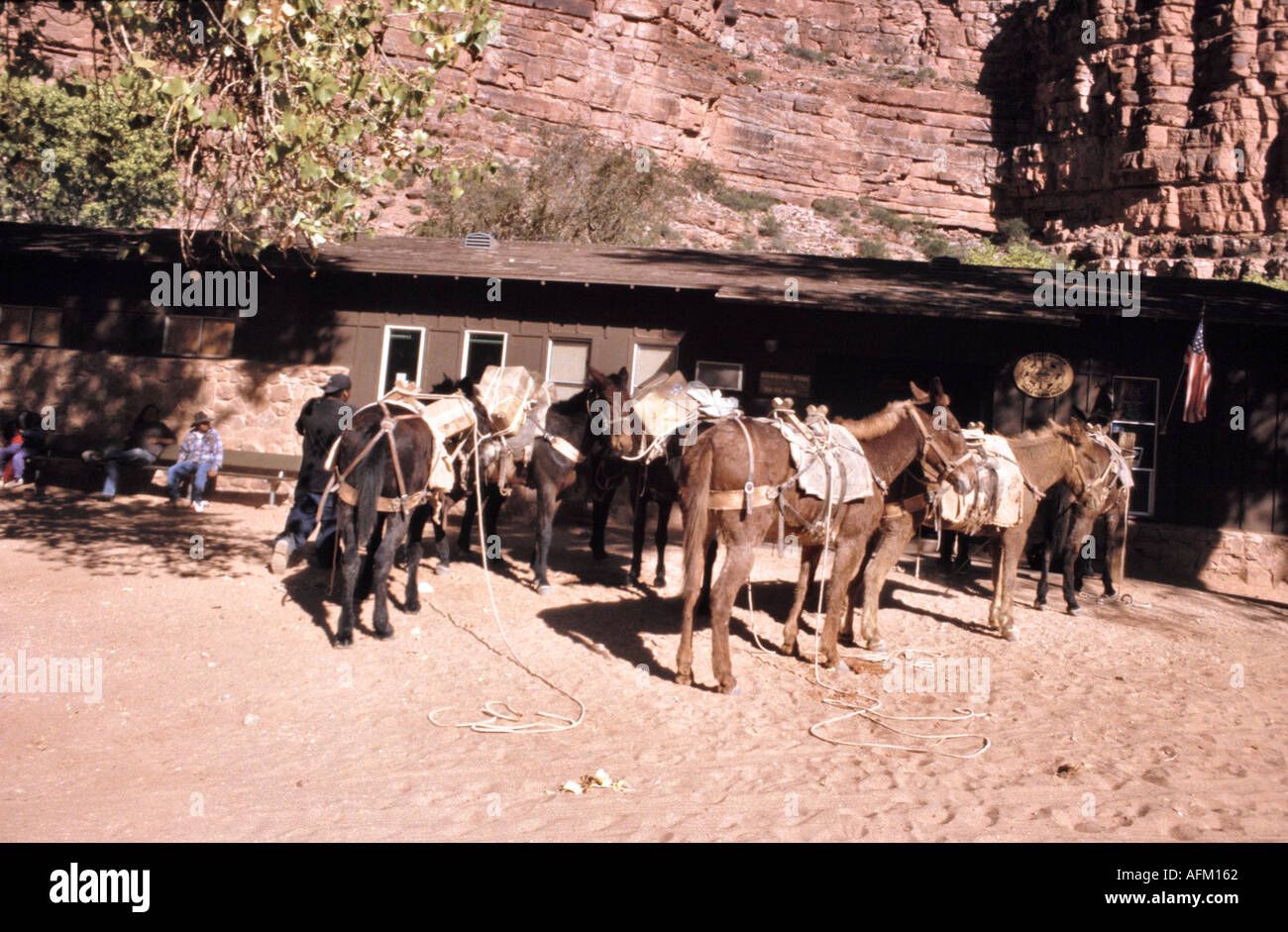 The mule train arrives in Havasupai village in the Grand Canyon ...