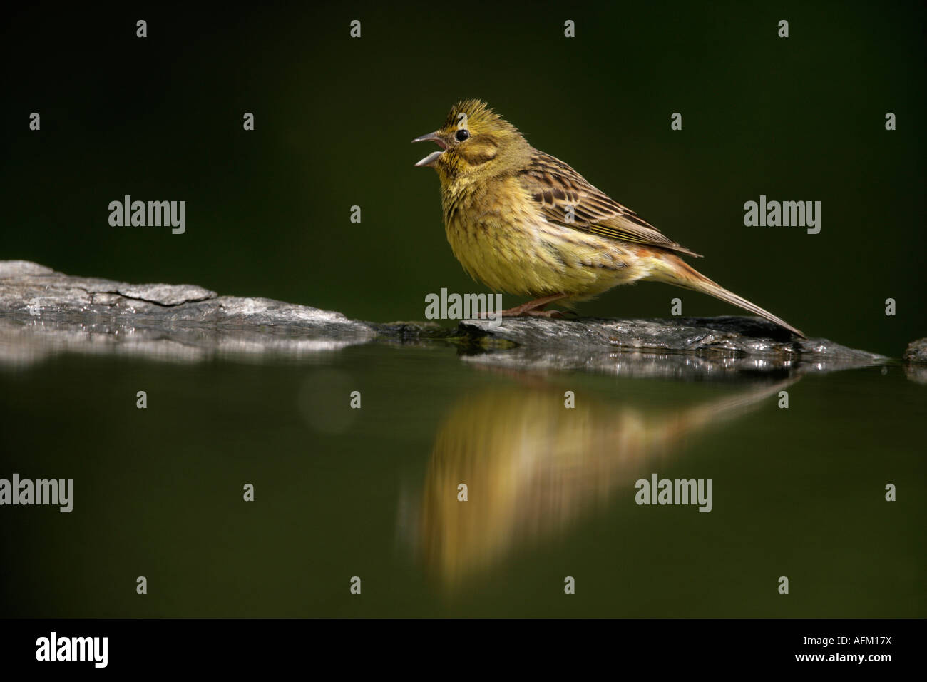 Female yellowhammer uk hi-res stock photography and images - Alamy