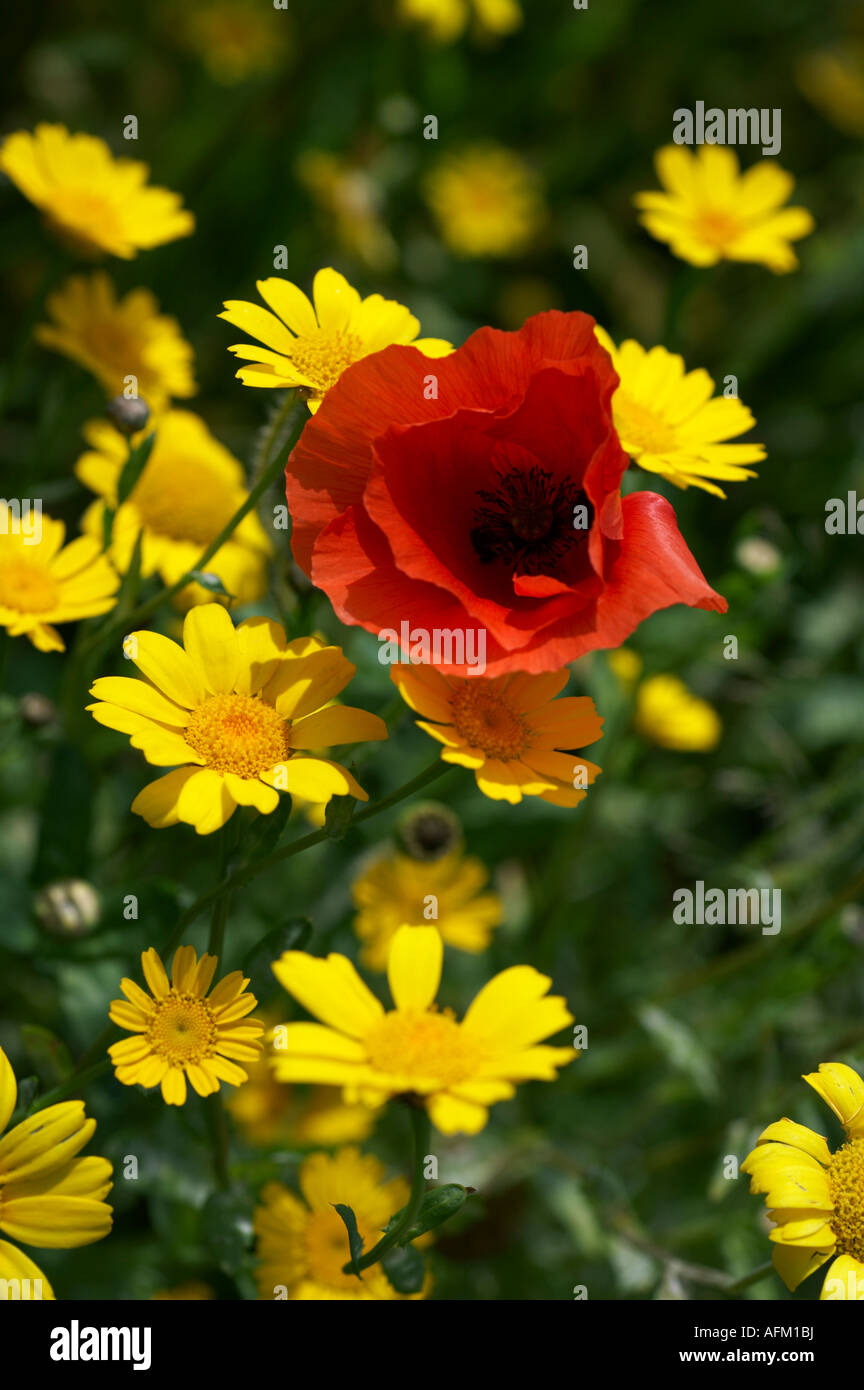 A vibrant display of wildflowers. A single, striking red common poppy ...