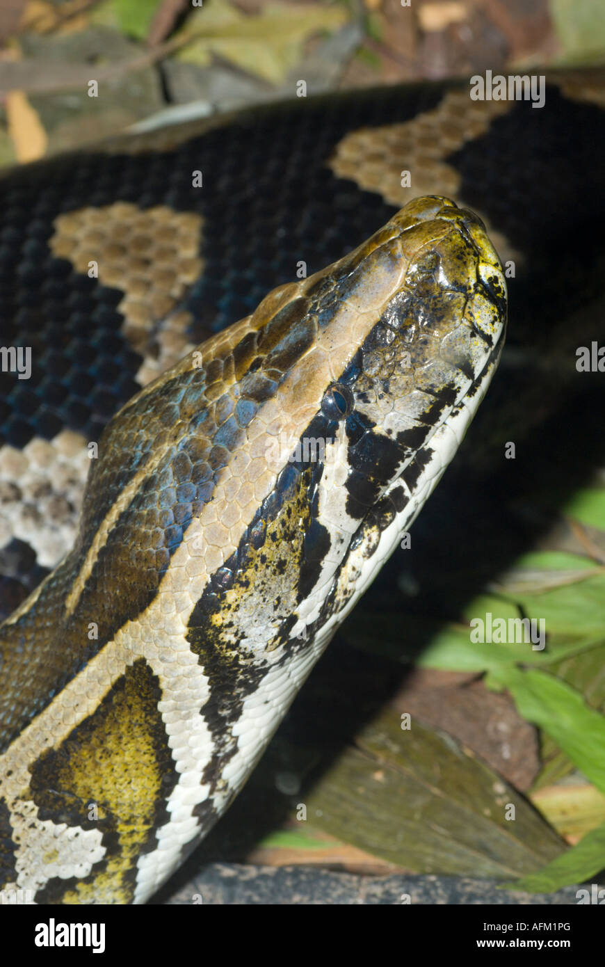 Indian Python Wallpapers