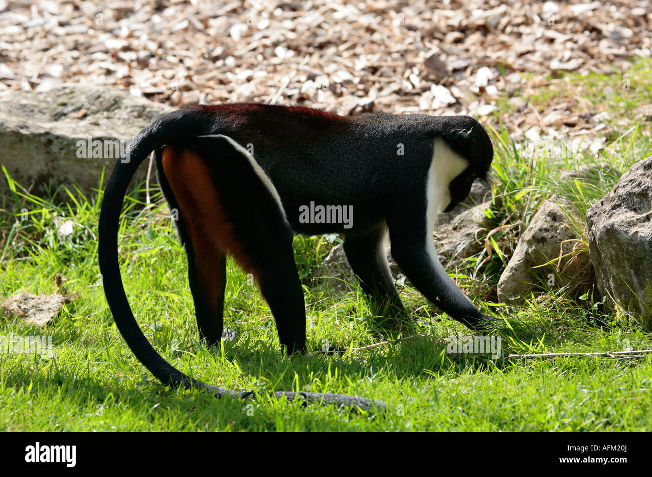 A single adult Diana monkey (Cercopithecus diana) foraging for food ...