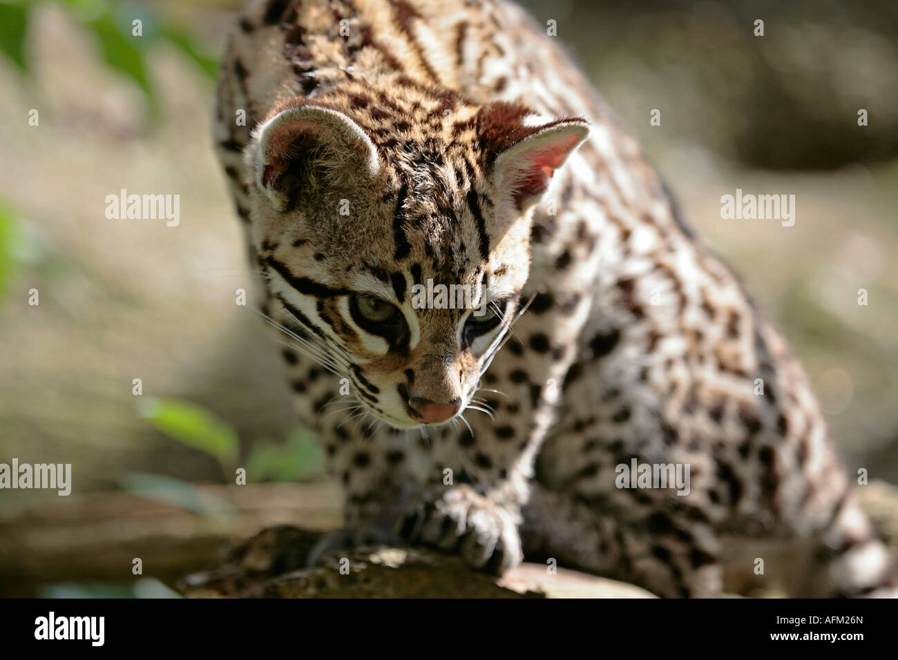 Ocelot Young Stock Photos & Ocelot Young Stock Images - Alamy
