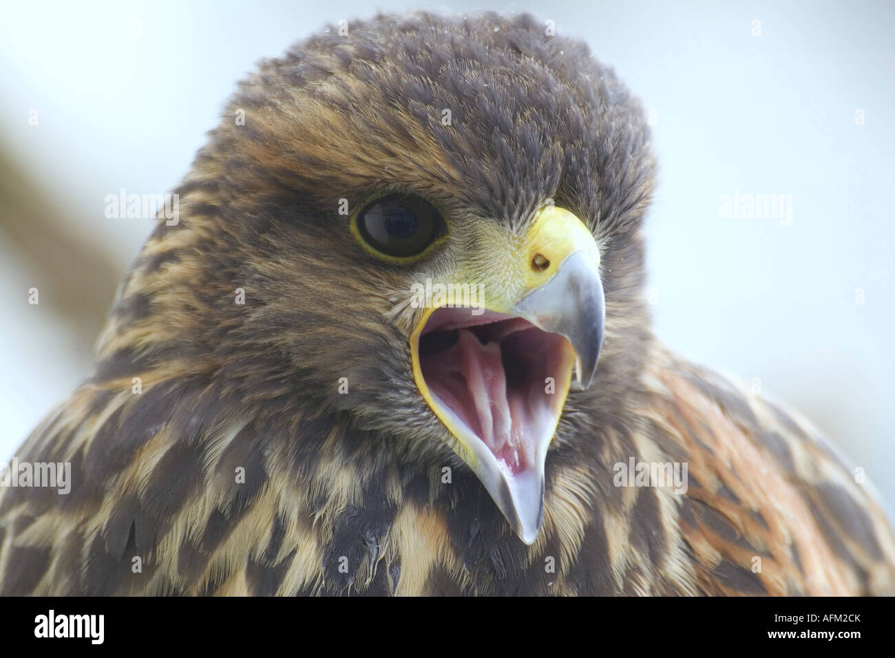 Harris hawk face hi-res stock photography and images - Alamy