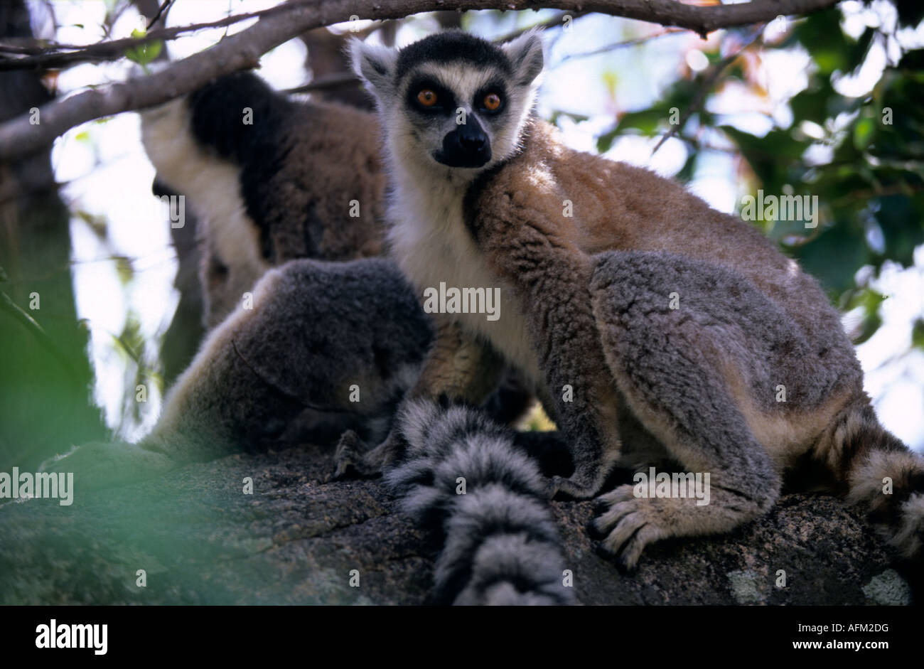 Ring tailed lemur couple hi-res stock photography and images - Alamy