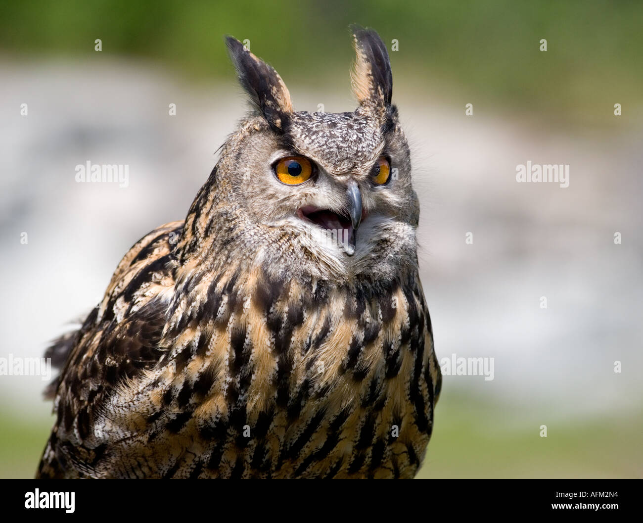 Eurasian Eagle Owl Bubo bubo Stock Photo - Alamy