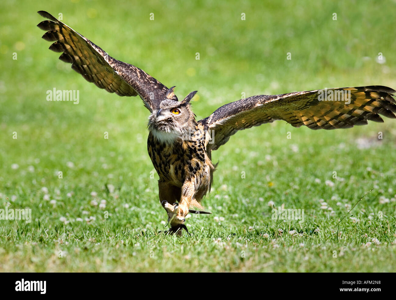 Eurasian Eagle Owl Bubo bubo Stock Photo - Alamy