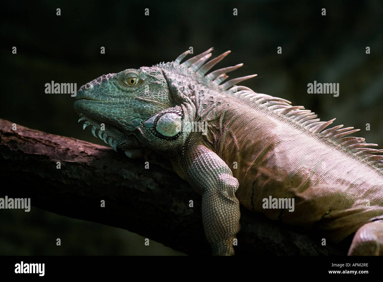 Green iguana looking camera hi-res stock photography and images - Alamy