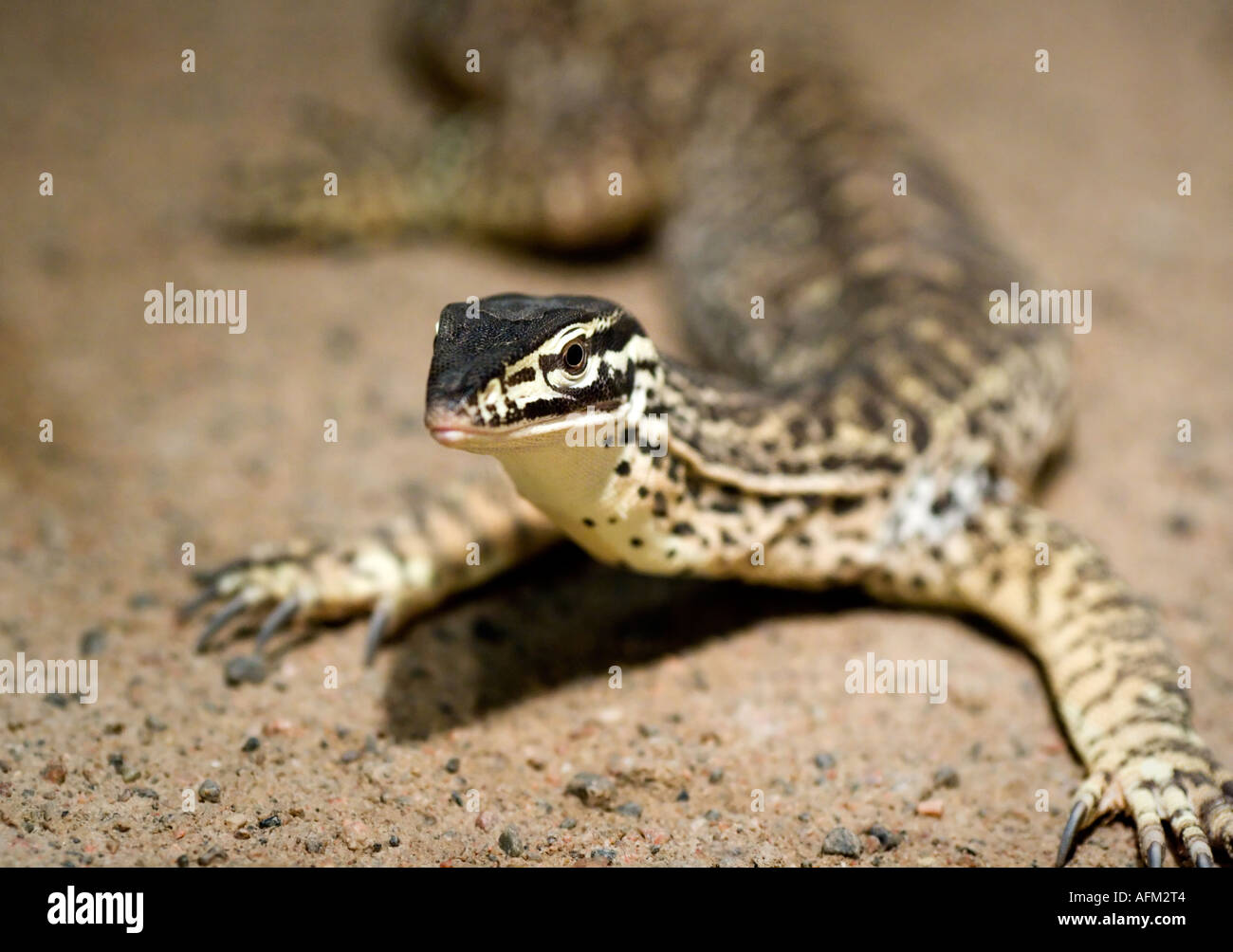 Gould's waran Stock Photo - Alamy