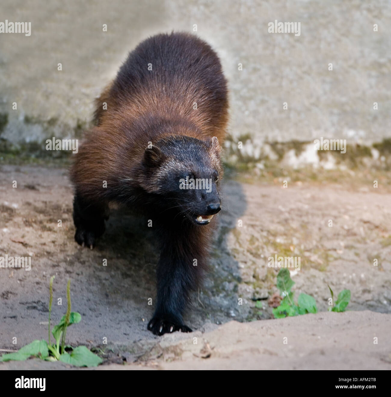 Wolverine zoo weasel hi-res stock photography and images - Alamy