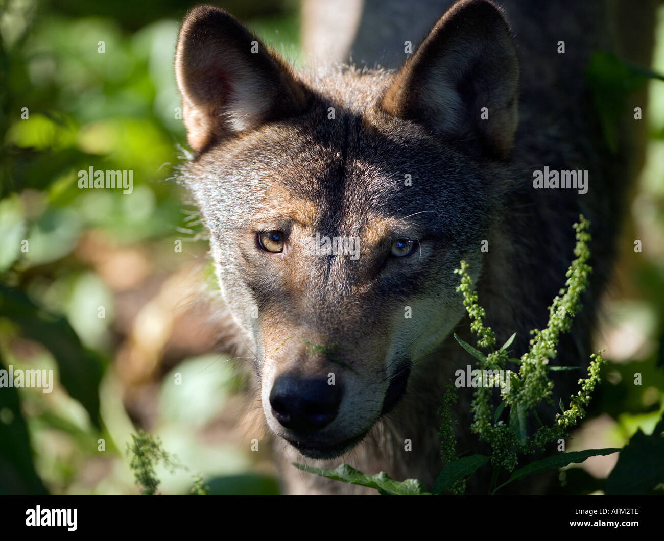 Swedish grey wolf Stock Photo - Alamy