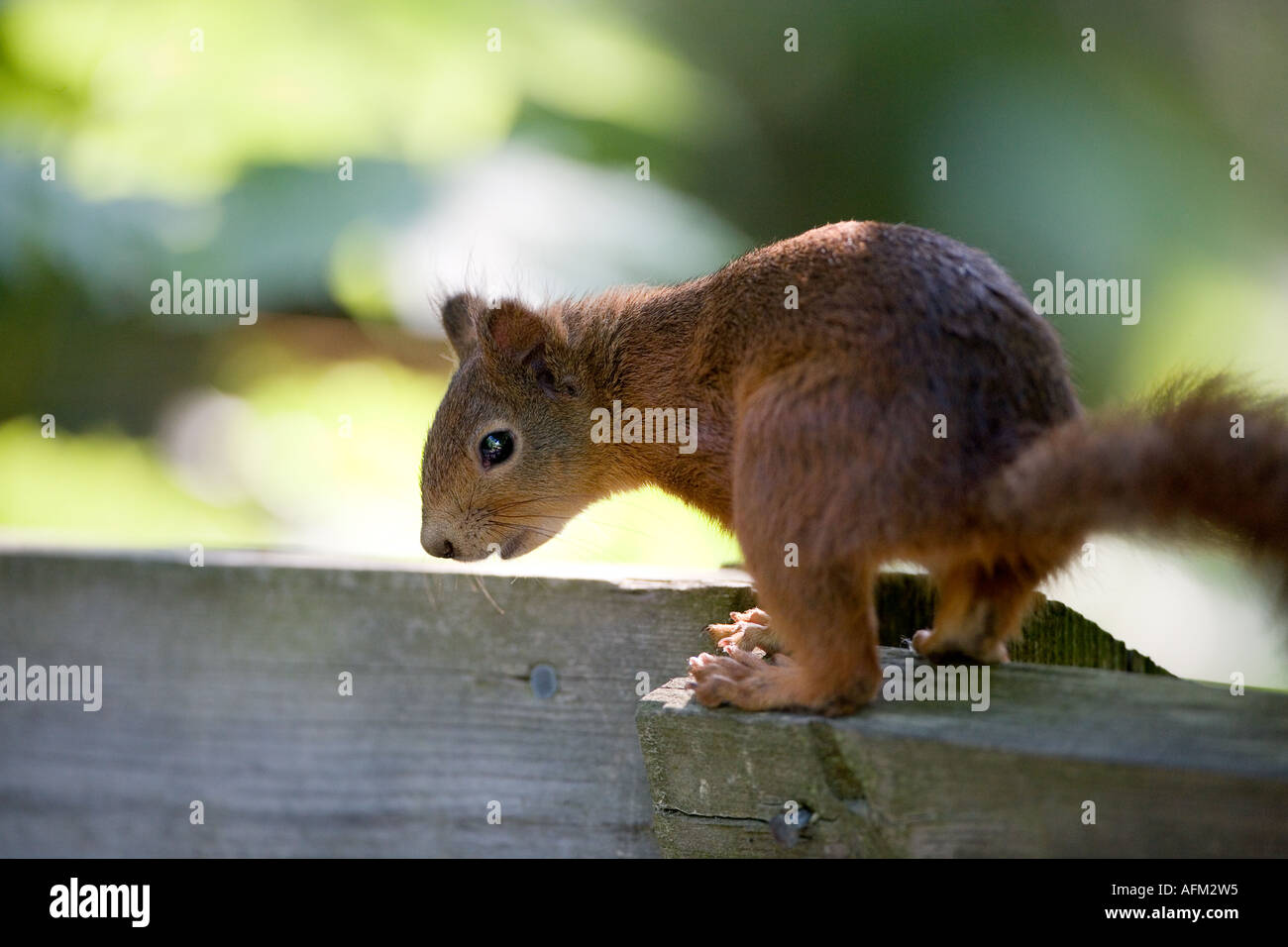 Swedish red squirrel, sciurus vulgaris Stock Photo - Alamy