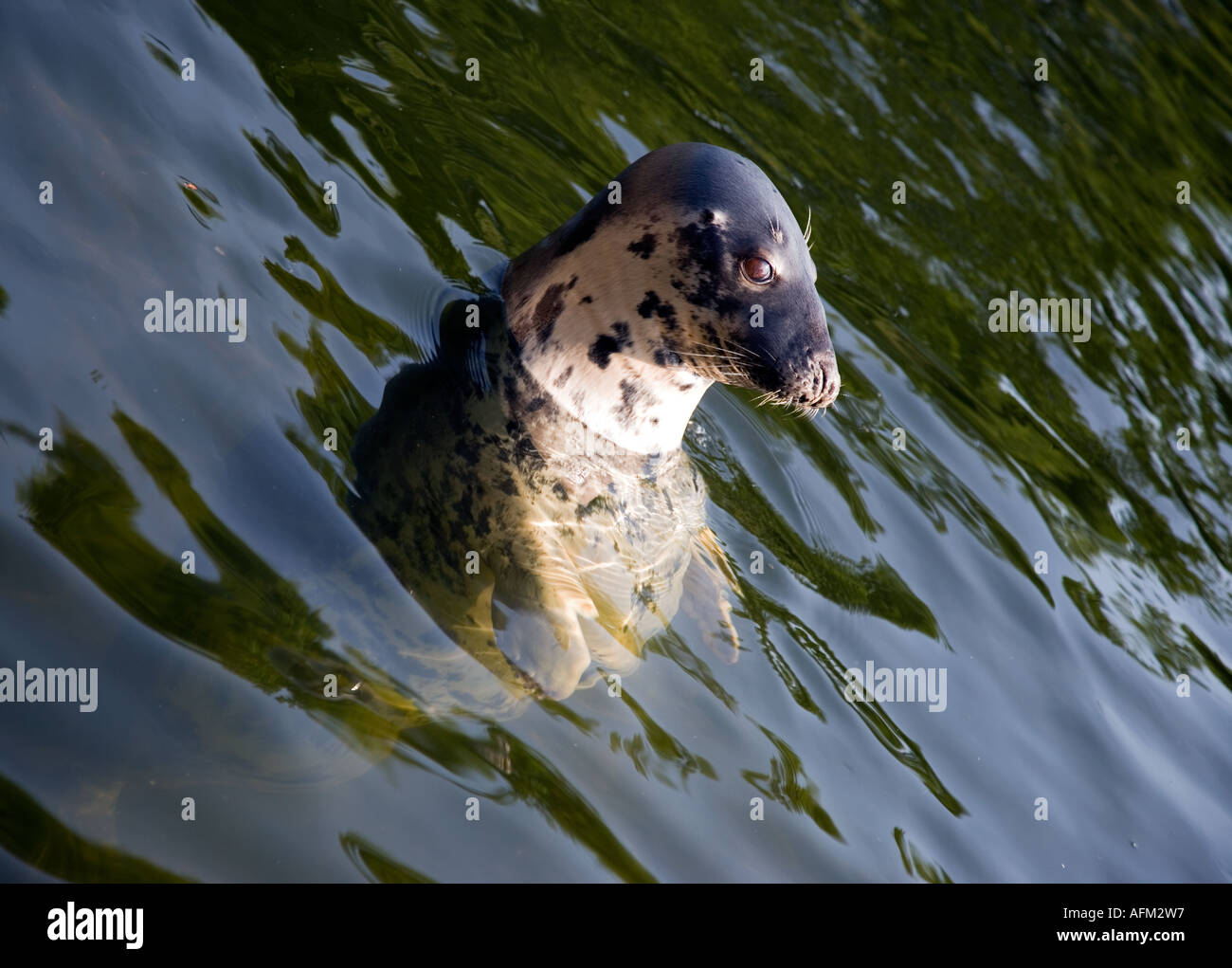 Icecp hi-res stock photography and images - Alamy