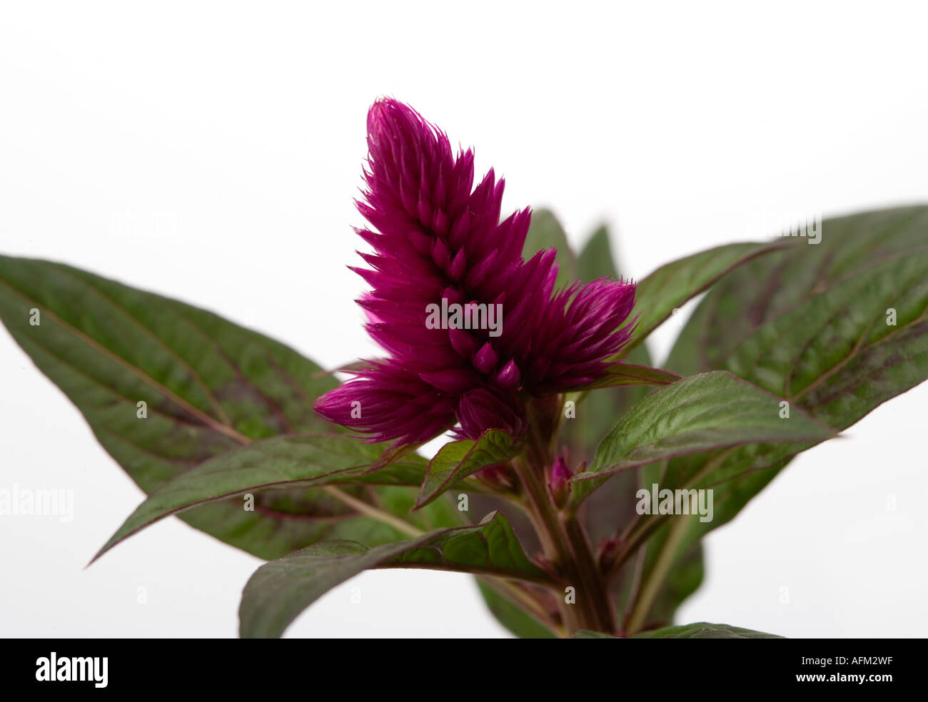 Plume flower hi-res stock photography and images - Alamy