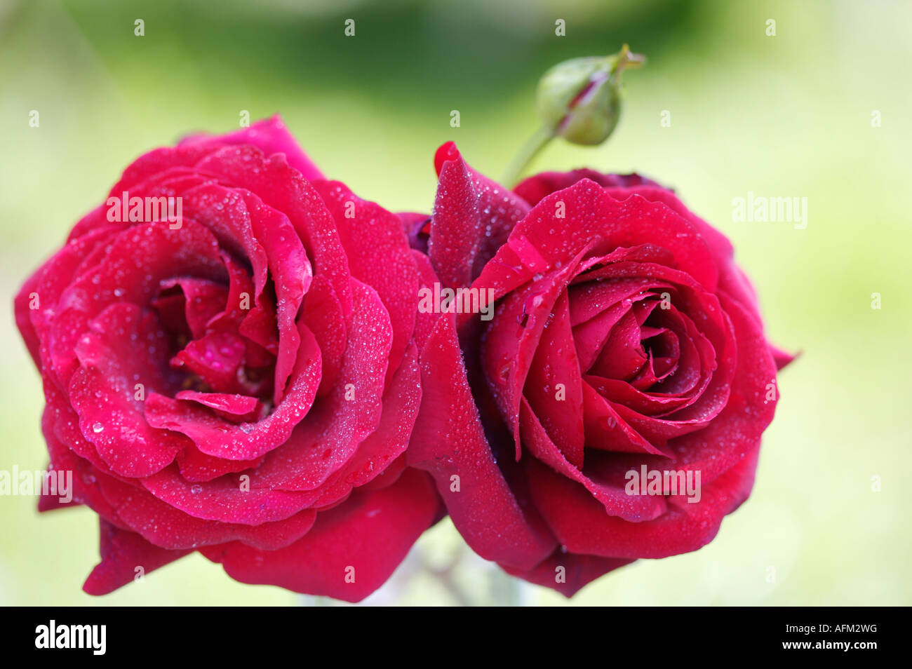 Still-Life of red roses Stock Photo - Alamy