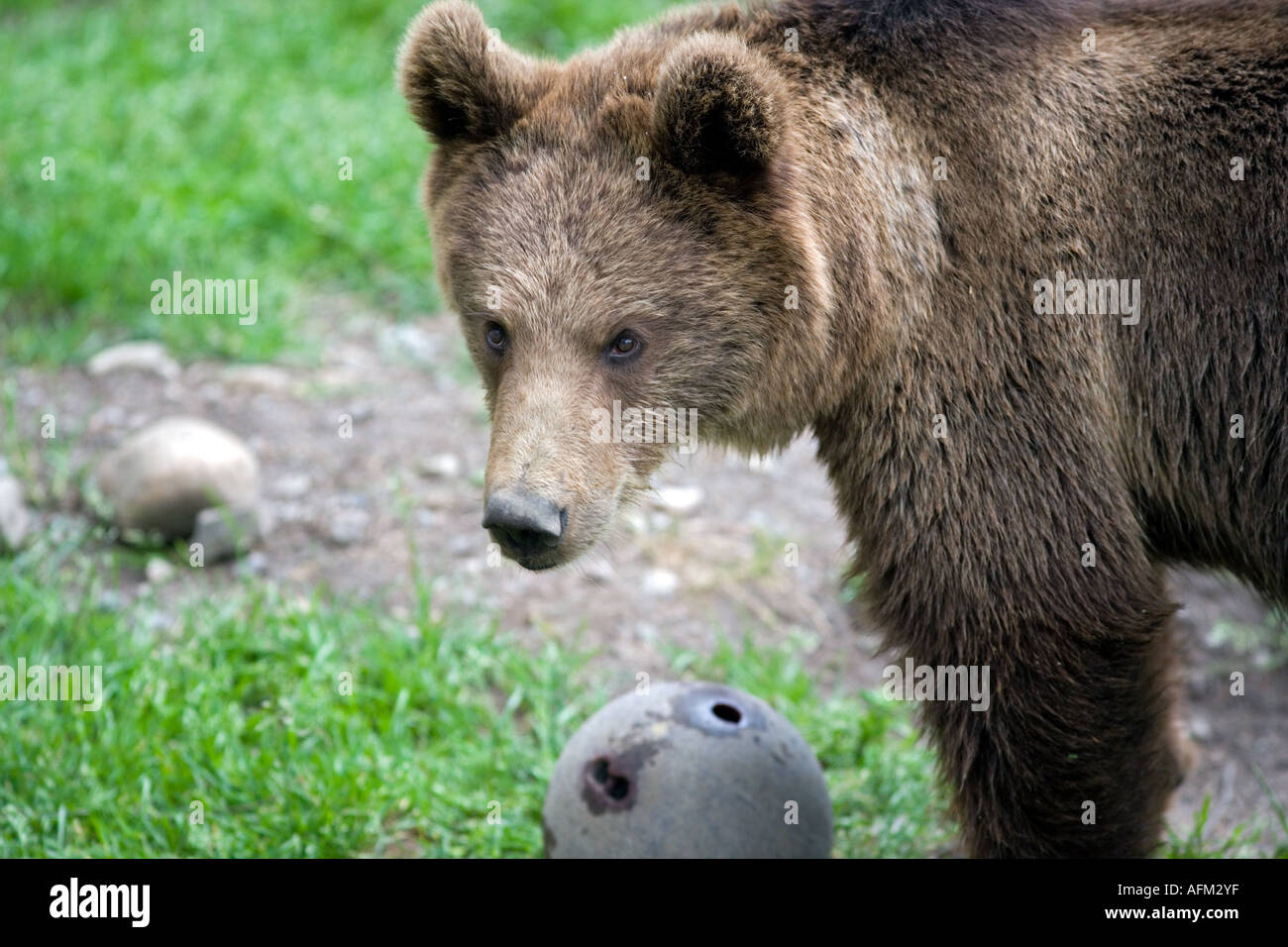 Brown bear sweden cub hi-res stock photography and images - Alamy