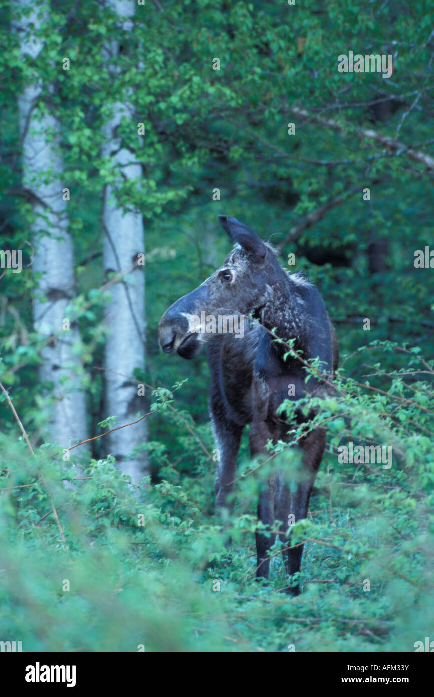 Yearling moose grazing in northern forest in early spring, New ...