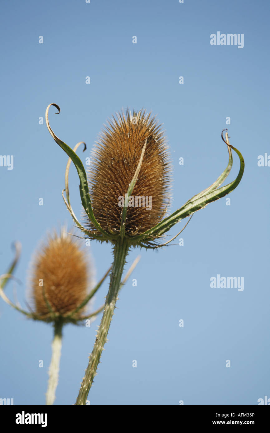 Dipsacus dipsacaceae hi-res stock photography and images - Alamy