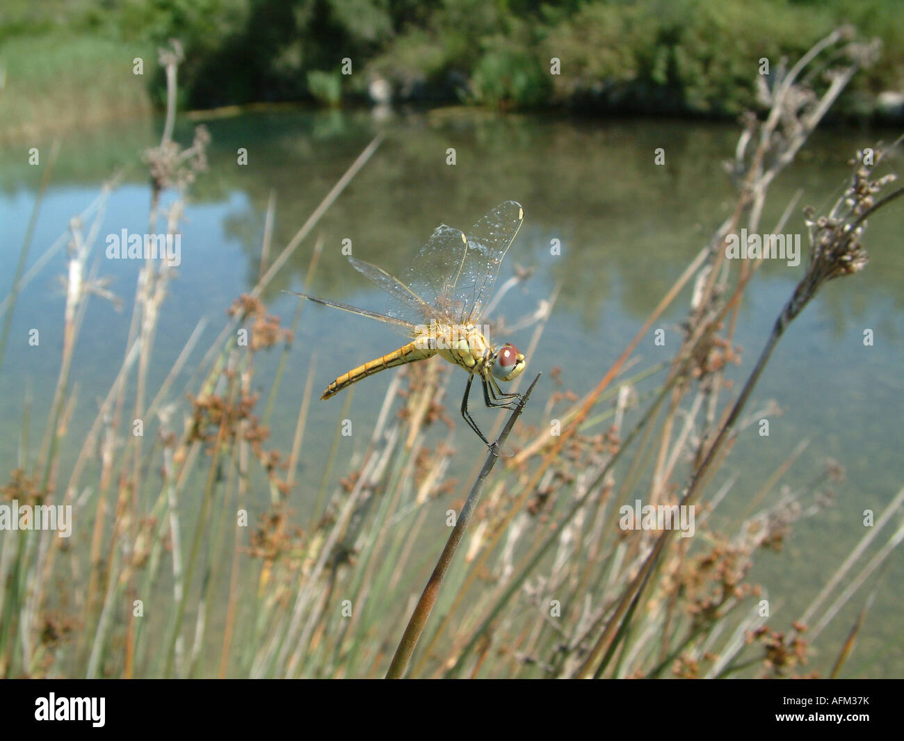 Dragonfly river hi-res stock photography and images - Alamy