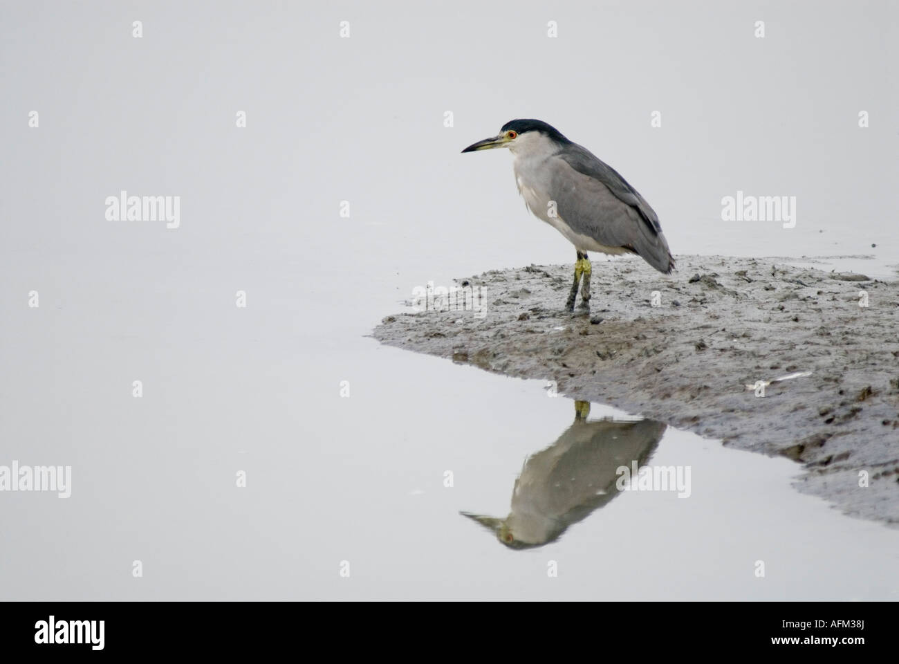 Black crowned Night Heron, reflection in water Stock Photo - Alamy