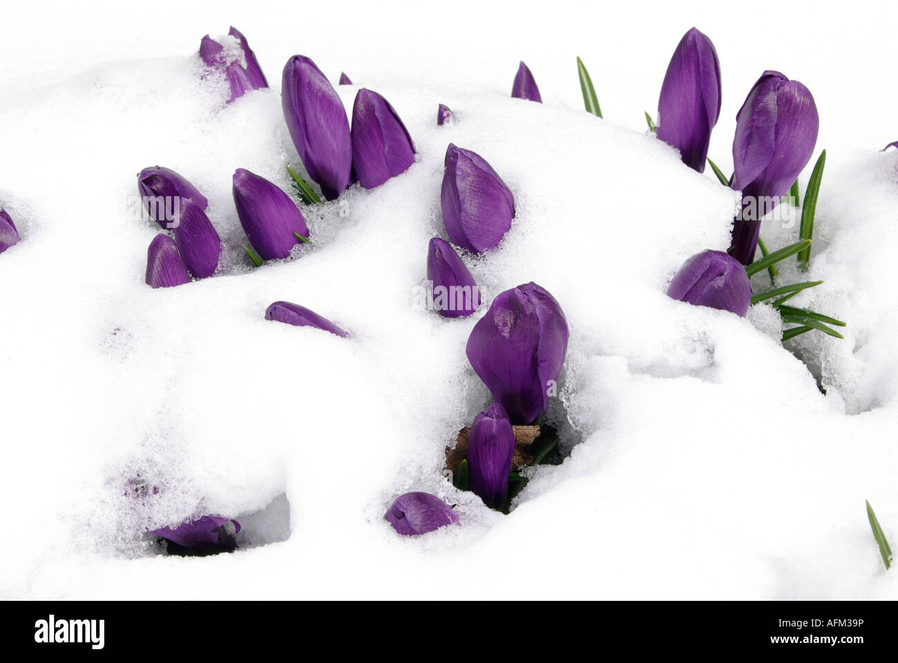Crocuses in the snow Stock Photo - Alamy