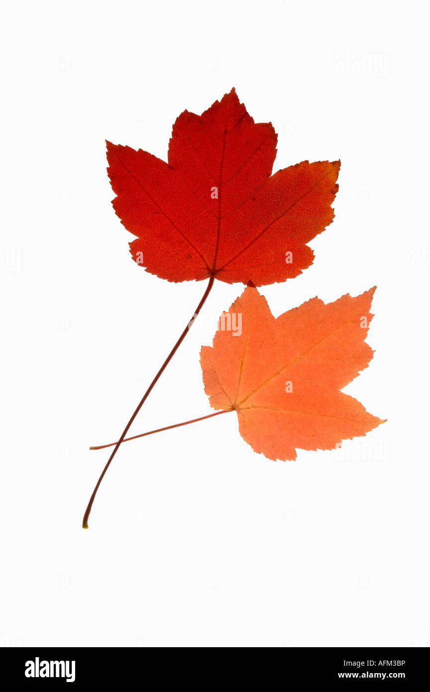 Red maple leaves on white background Stock Photo - Alamy