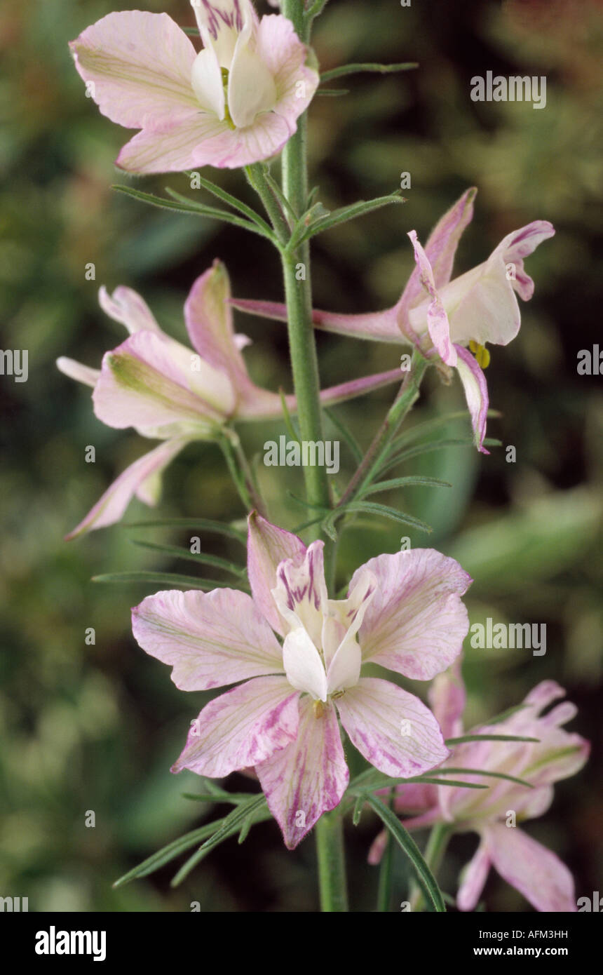Consolida ajacis 'Splish Splash' (Larkspur) Close up of flower spike of ...