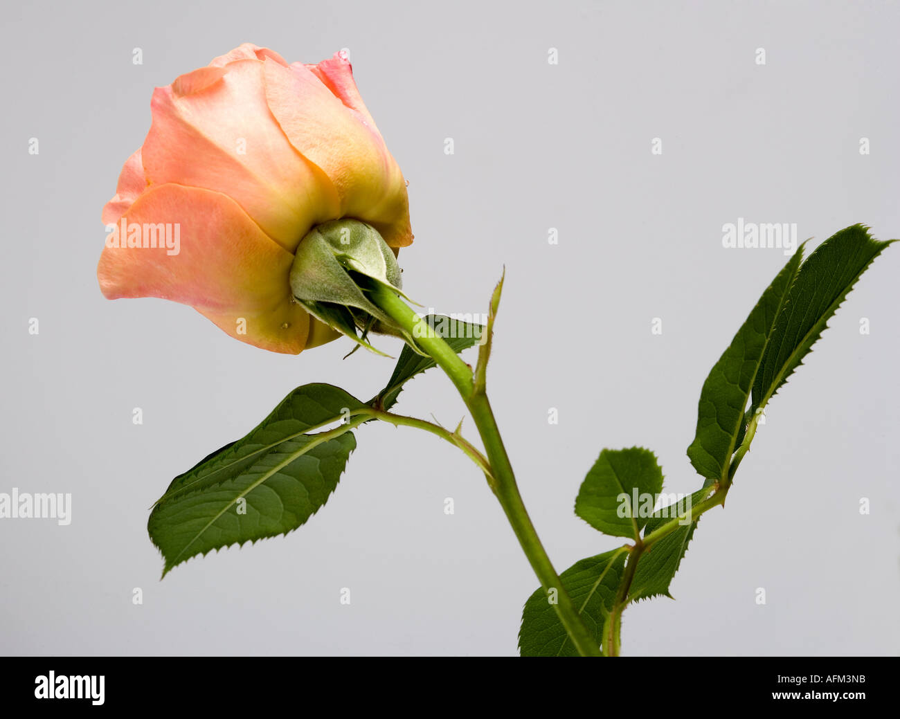 David austin orange rose hi-res stock photography and images - Alamy