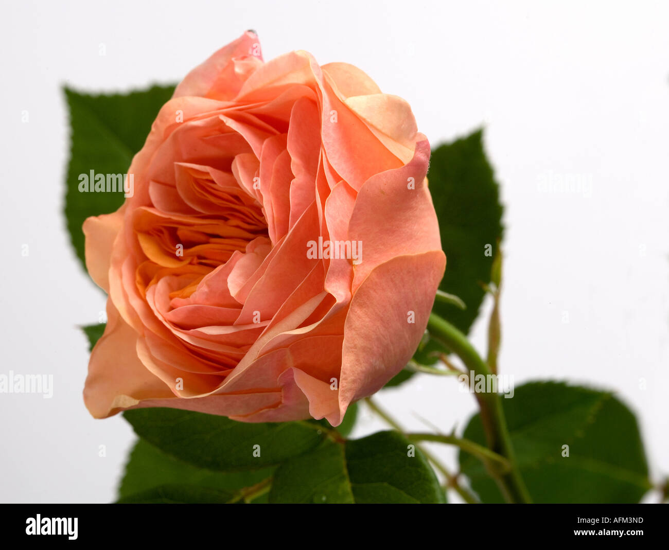 David Austin rose Stock Photo - Alamy