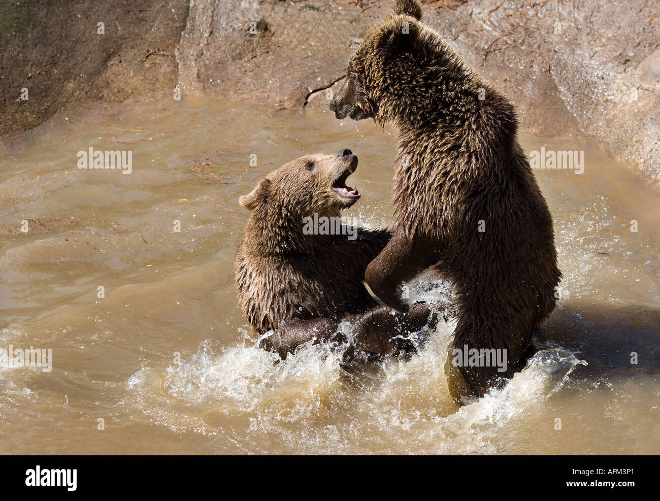 Grizzly bear cubs two hi-res stock photography and images - Alamy