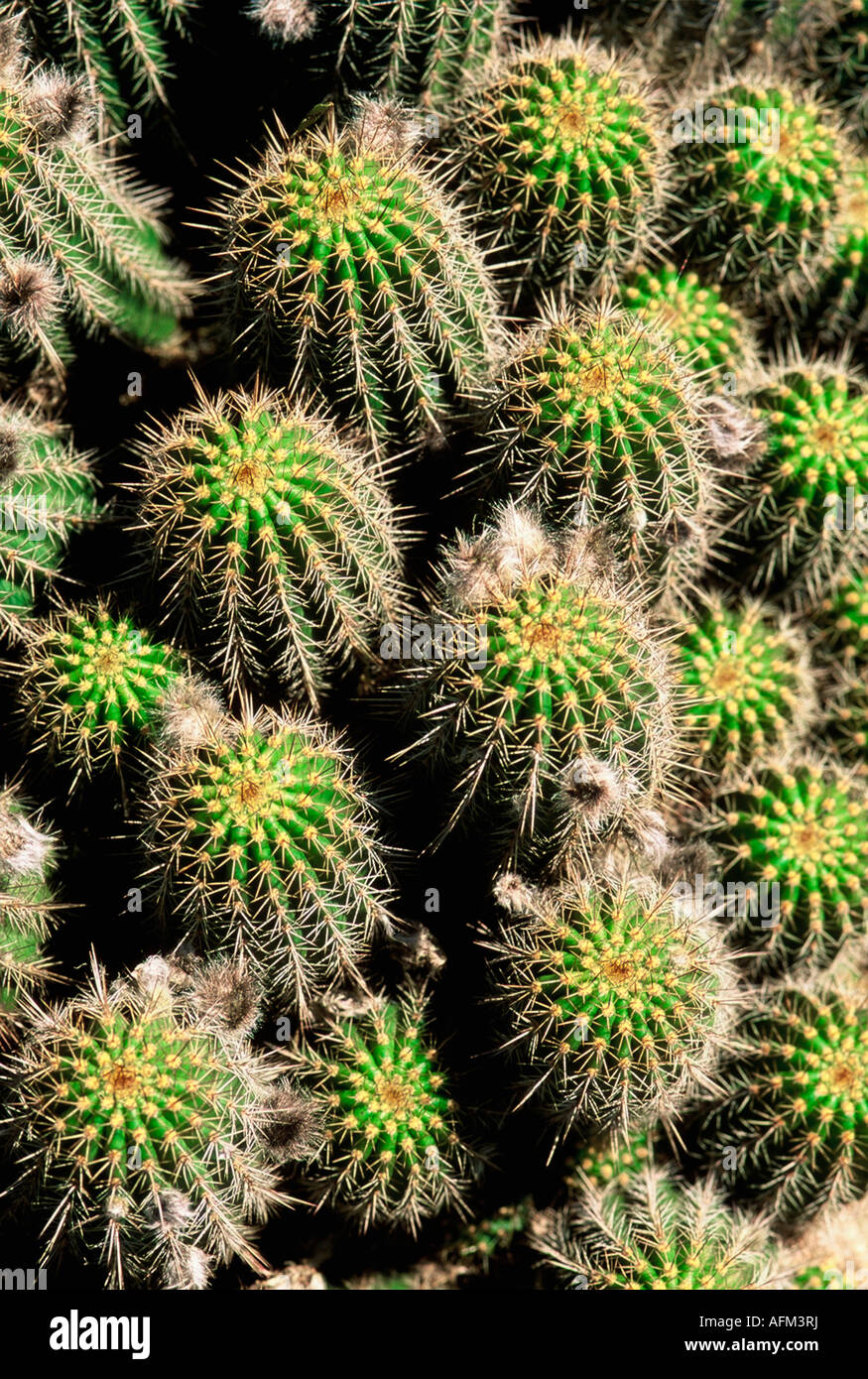 Close up of perennial cacti Lobivia Stock Photo - Alamy