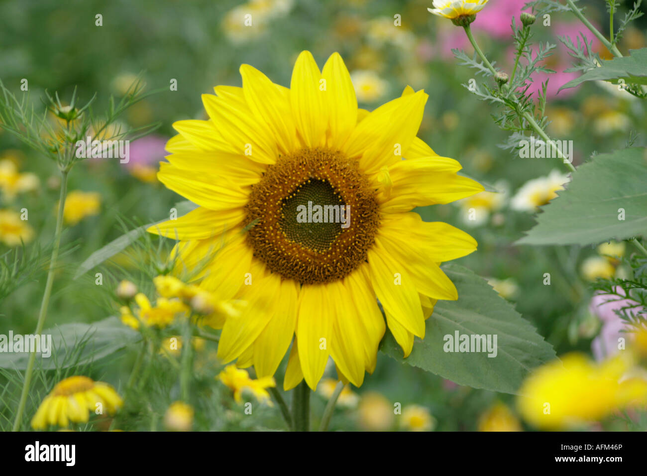 Sol bloom hi-res stock photography and images - Alamy
