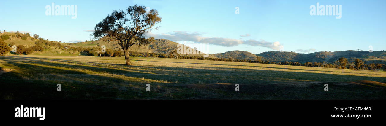 Lone tree in remote Australian countryside Stock Photo - Alamy