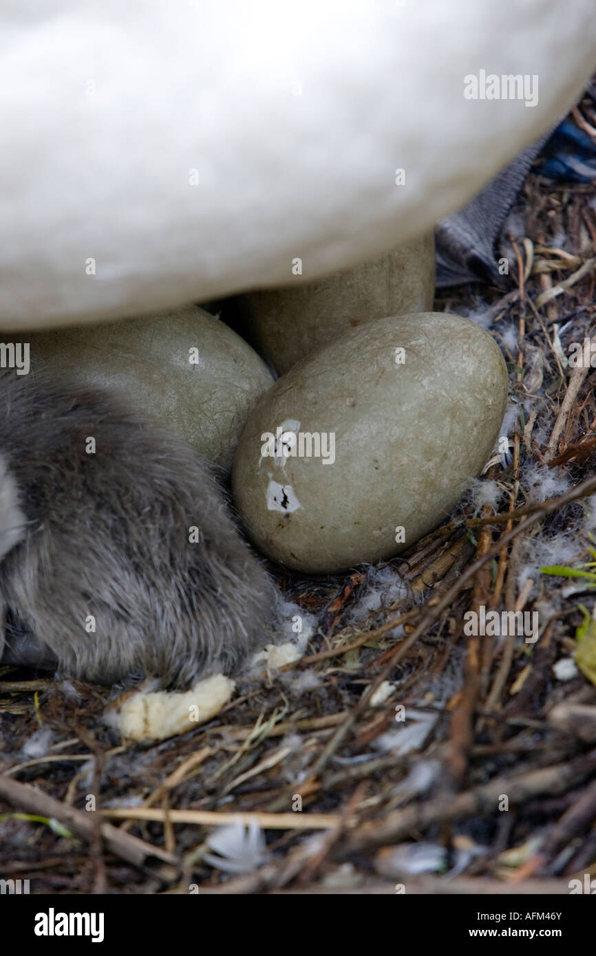Bird egg hi-res stock photography and images - Alamy
