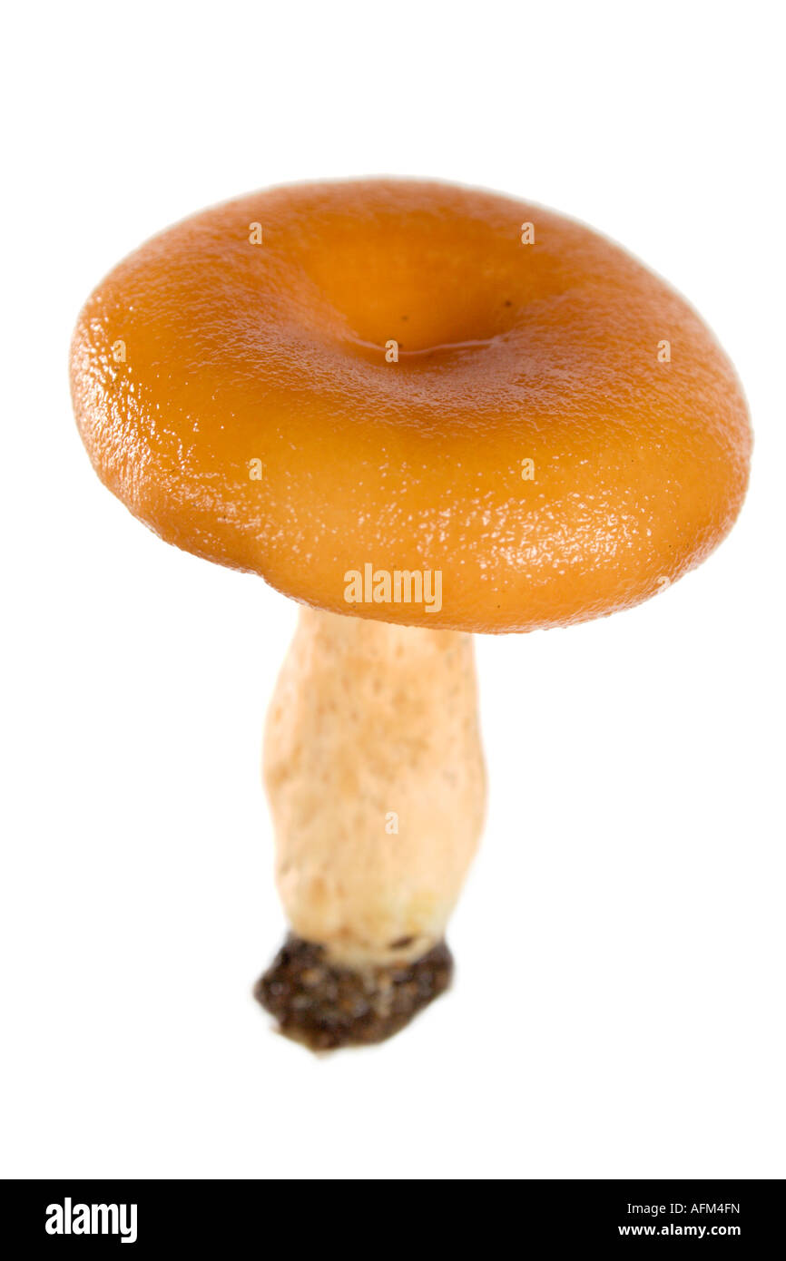 Delicious milk cap Cut Out Stock Images & Pictures - Alamy