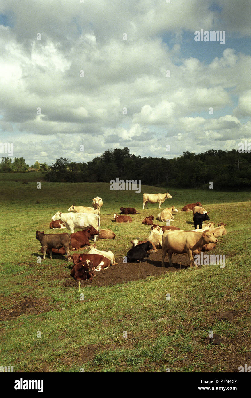 Blue grey cattle grazing on hi-res stock photography and images - Alamy