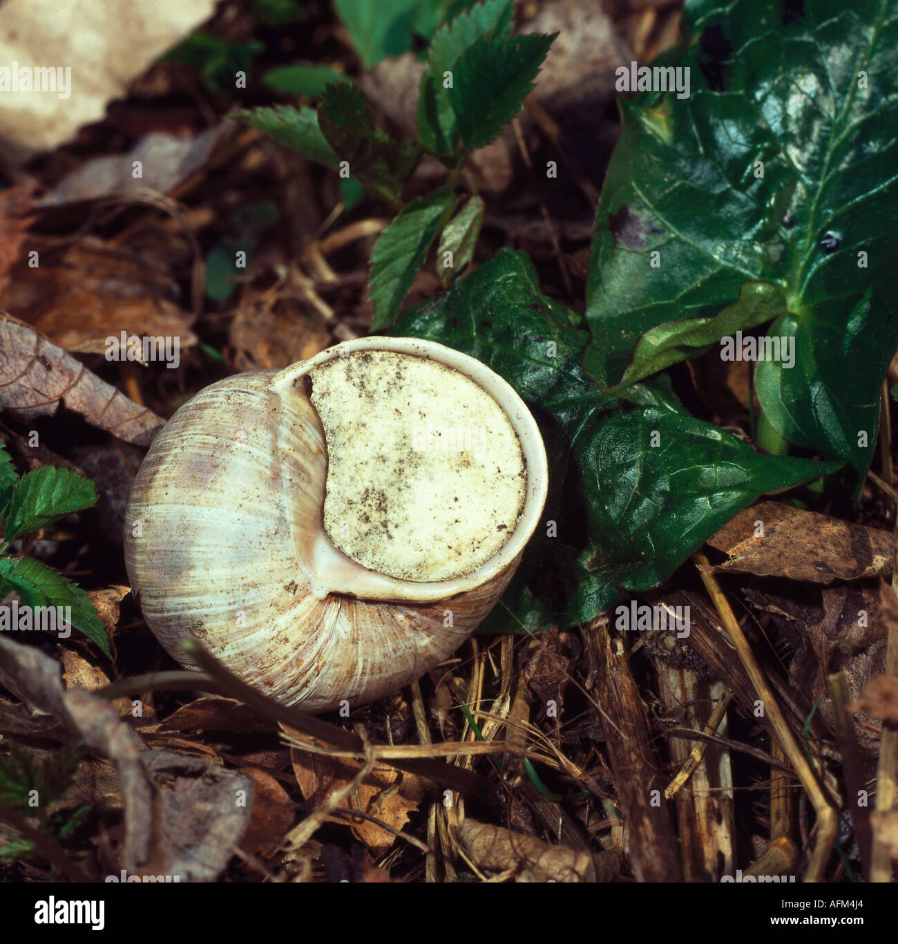 zoology / animals, mollusc, Helicidae, grapevine snail (Helix pomatia ...