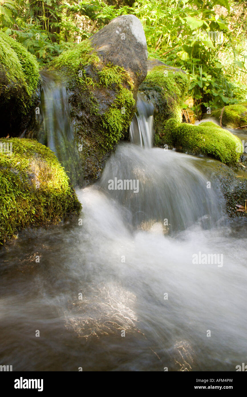 mountain stream running over mossy rocks in siberia Stock Photo - Alamy