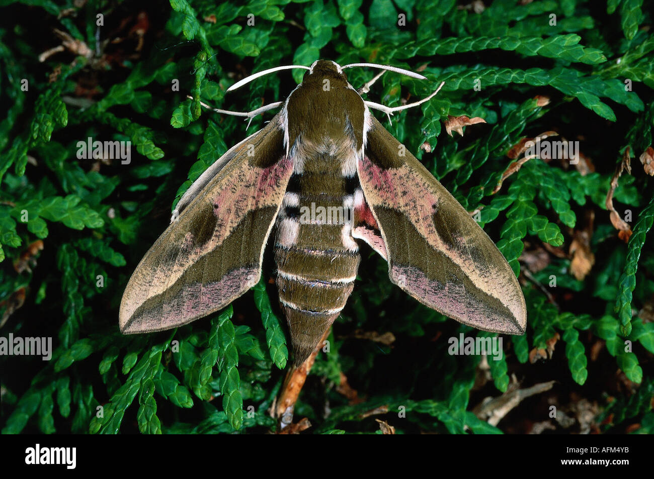 zoology / animals, insect, Sphingidae, Spurge Hawkmoth (Hyles ...