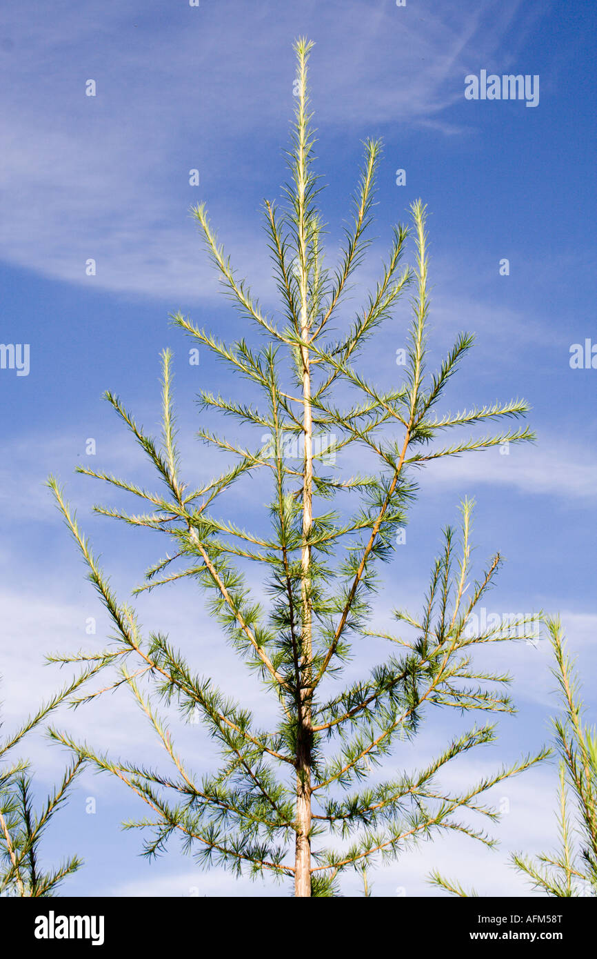 Sumptuous background hi-res stock photography and images - Alamy