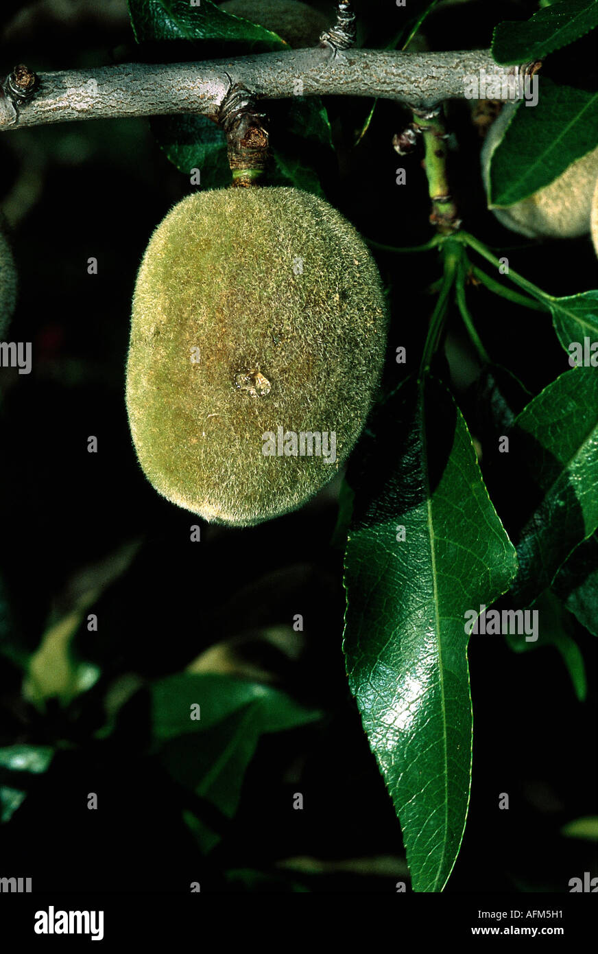 "botany, Prunus, "Almond" (Prunus dulcis), branch, Prunoideae, nut ...
